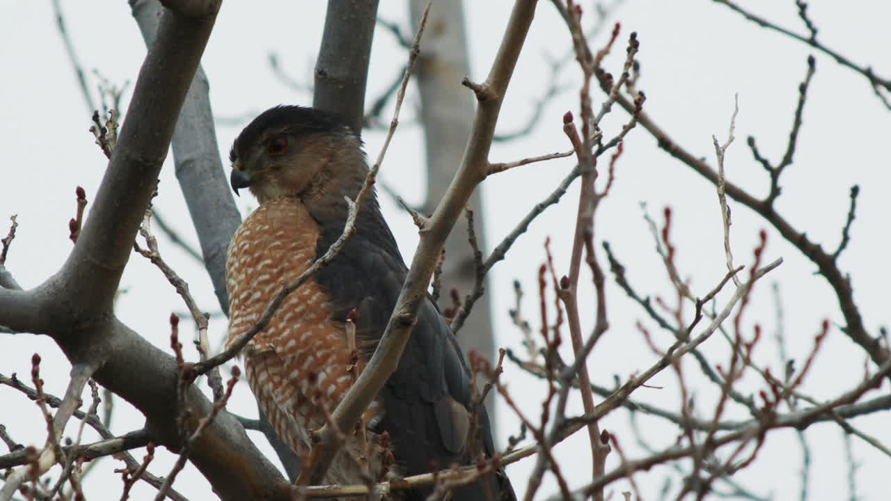 Premium stock video - California cooper’s hawk slow motion looking around