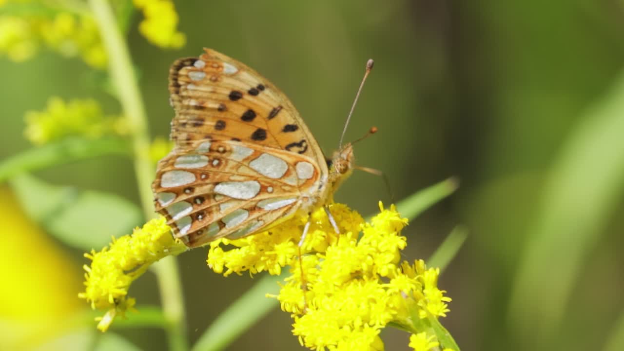 Butterfly Queen Of Spain Fritillary (Issoria Lathonia) Is A Butterfly ...