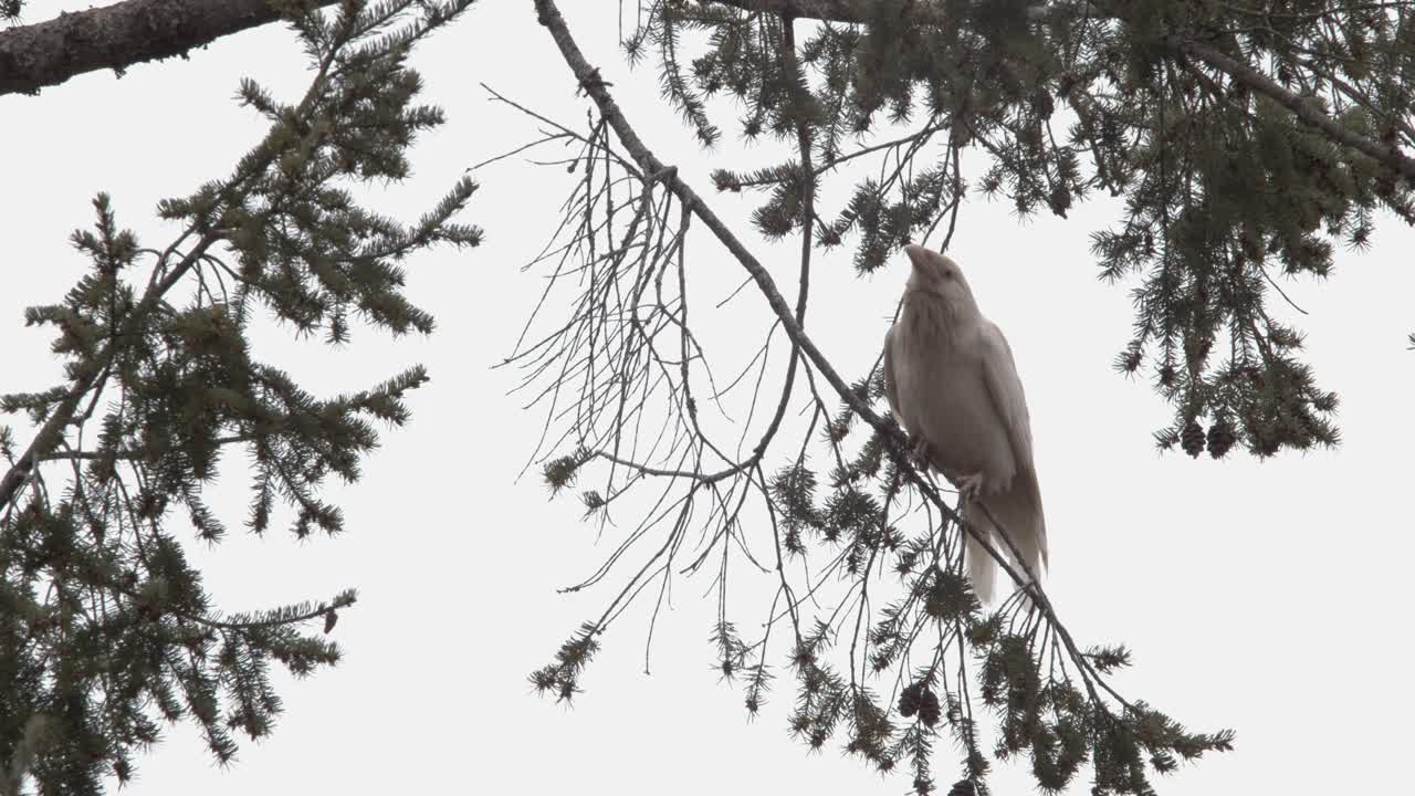Un corbeau albinos marche sur la fine branche de l'arbre sous le ciel ...