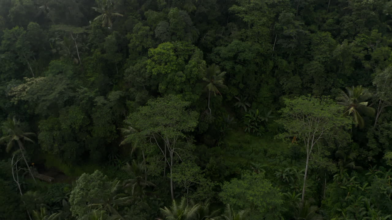 Aerial Shot Flying Over Tropical Tree Canopies And Tilting Downward ...