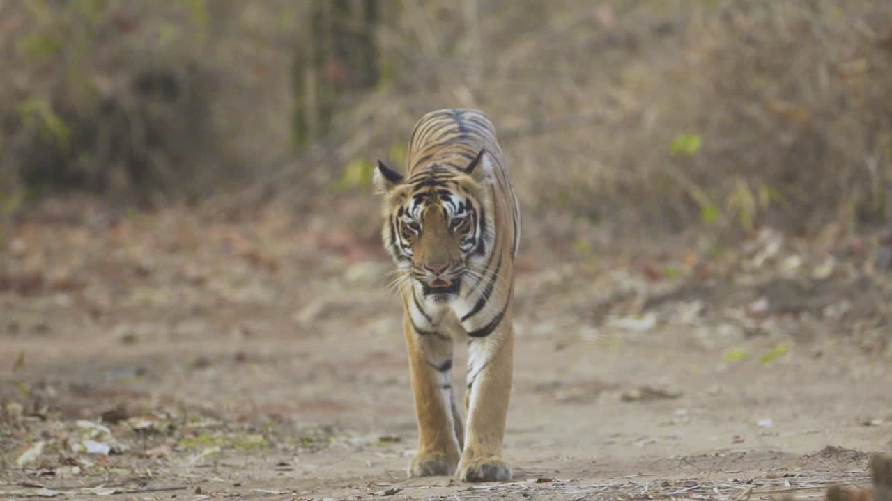 Premium stock video - Tiger on the move guarding its territory in slow ...