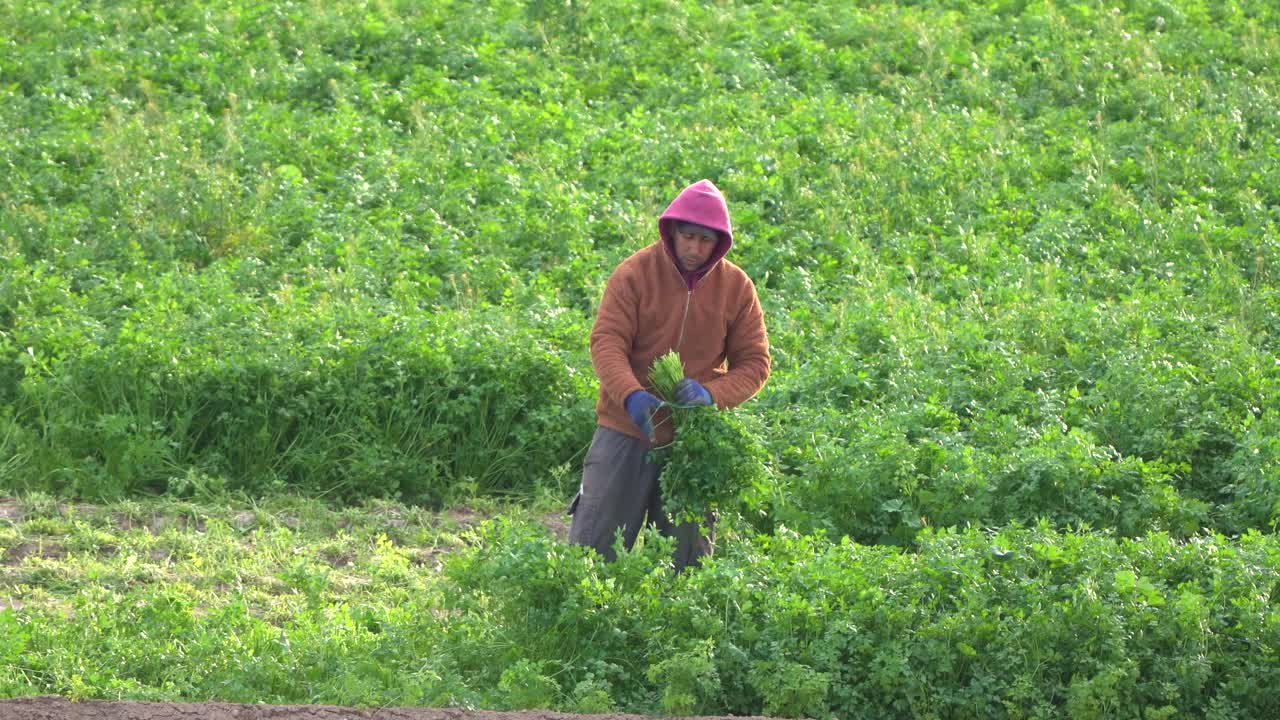 Farmer or farm worker picking up coriander or fennel growing in ...