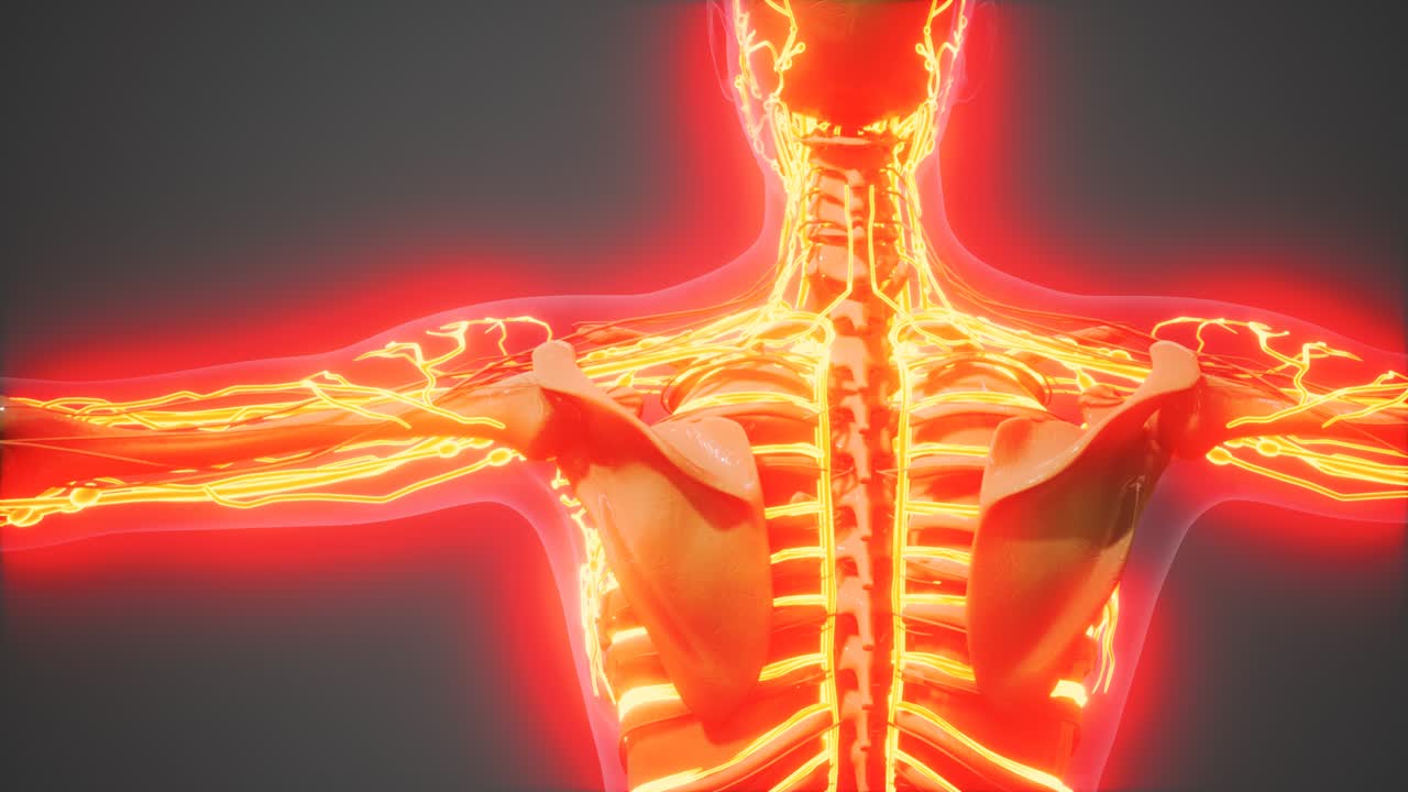 Science Anatomy Of Human Blood Vessels Free Stock Video Footage ...