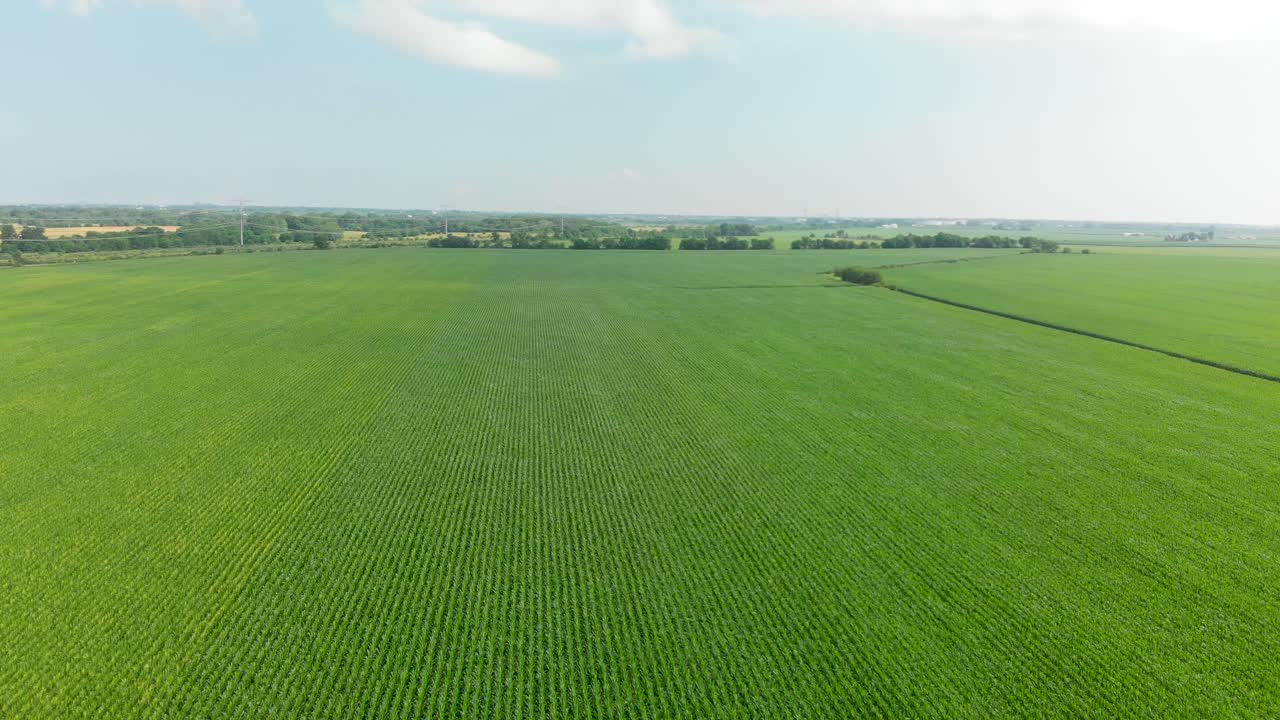 4k forward flying aerial drone over cornfield blue sunny sky with ...
