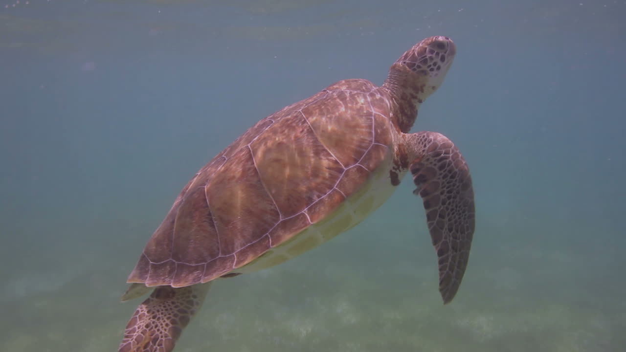 Premium stock video - Turtle 05