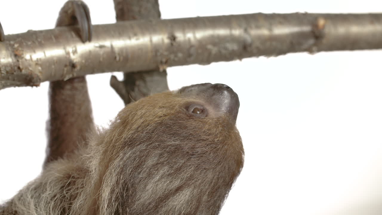 White Background Sloth With Copy Space Hanging Upside Down Slow Motion ...