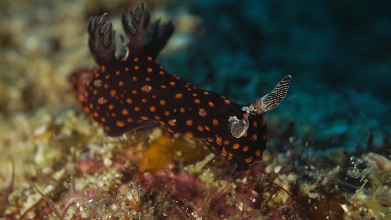 Premium stock video - Red spotted nudibranch on the reef