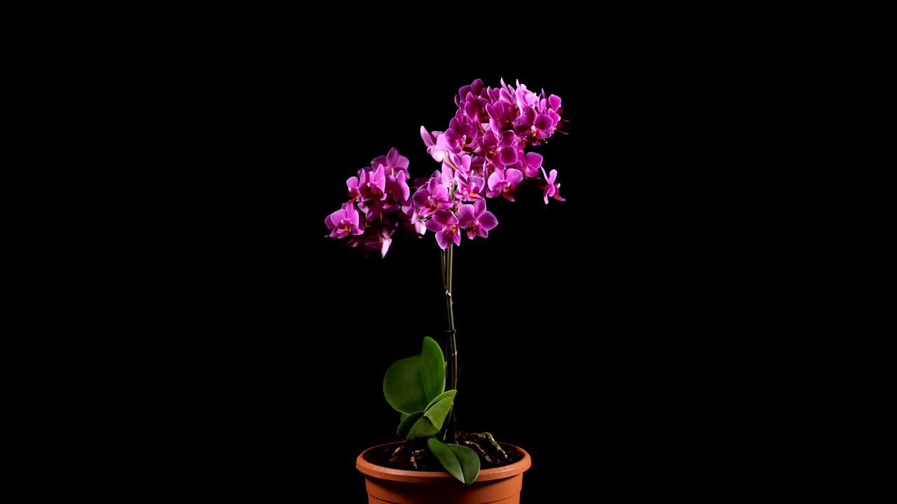 Purple mini orchid turns on black background | Premium Stock Video Footage