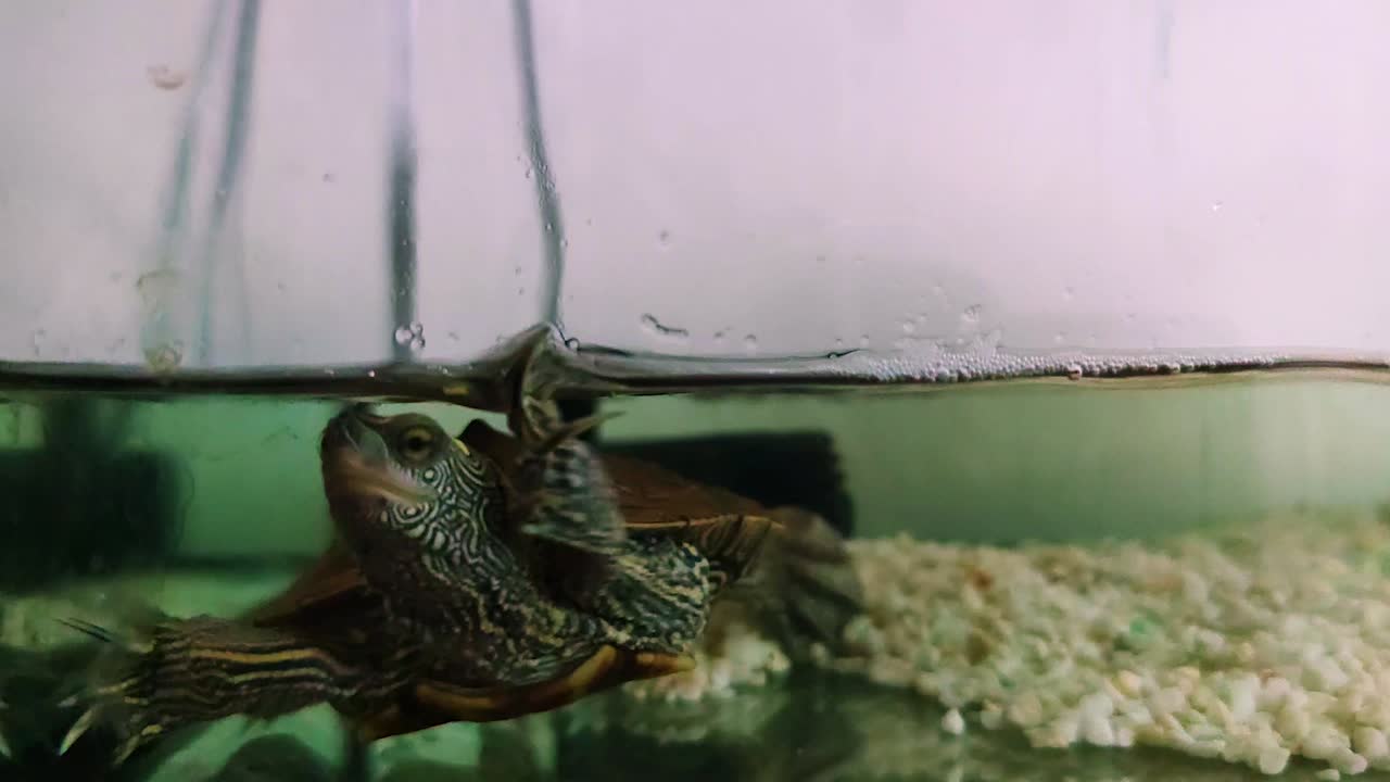 Premium stock video - Northern map turtle in the aquarium - close up
