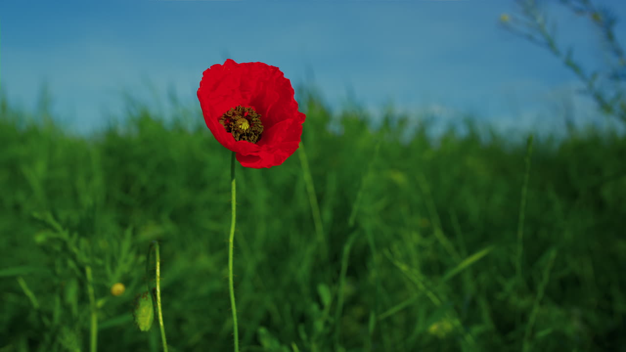 Premium stock video - Alone vivid red poppy flower swaying wind in slow ...