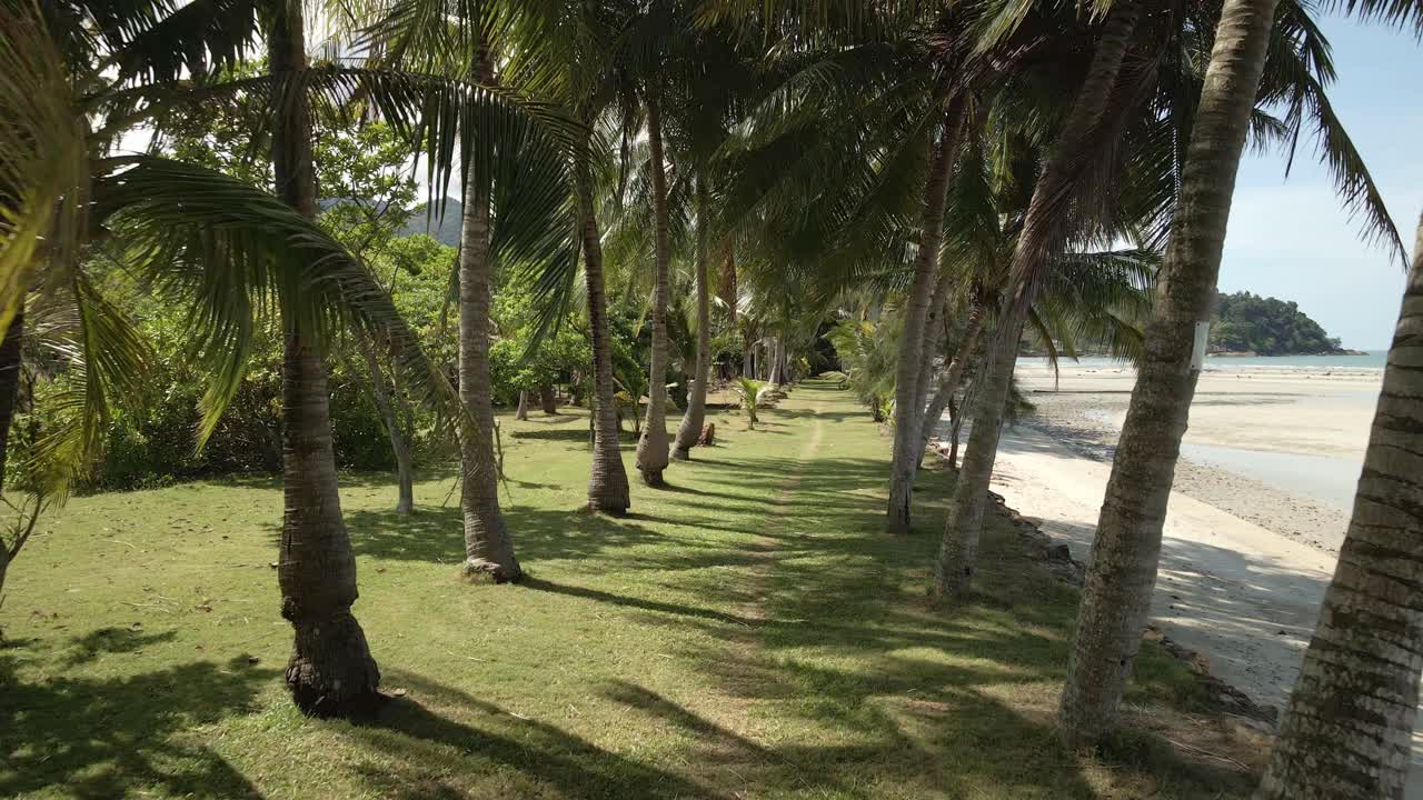 Dolly Footage Of Palm Trees On Grassy Bank With Tropical Beach And ...