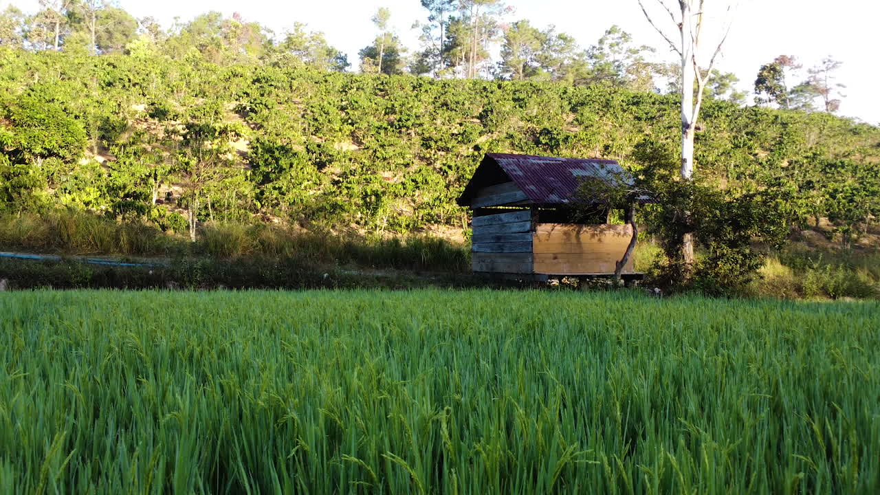 Vietnamese Asia Coffee Plantation In Rice Field Terraces Permaculture ...