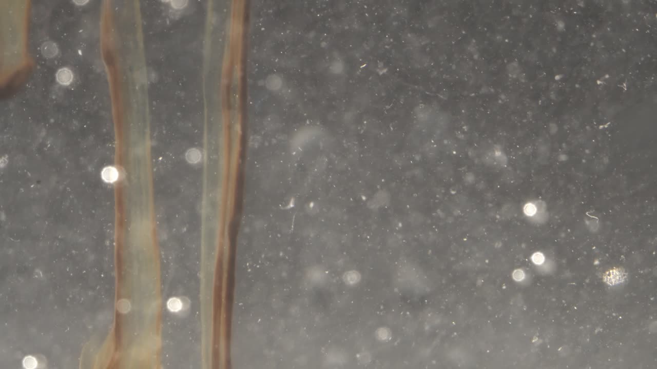 Premium stock video - Abstract shot of ink moving in water and forming ...