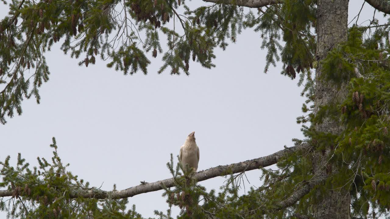 Vidéo de stock Premium - Un corbeau albinos perché sur la branche d'un ...