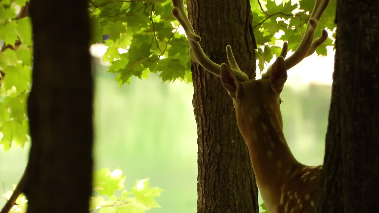 Premium stock video - Portrait of a fallow deer chewing food inside ...