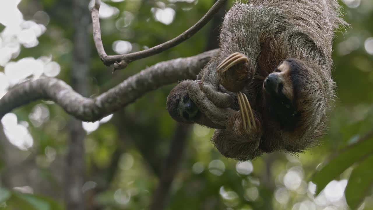 Three-toed sloth with baby clinging as they hang from a tree, in the ...