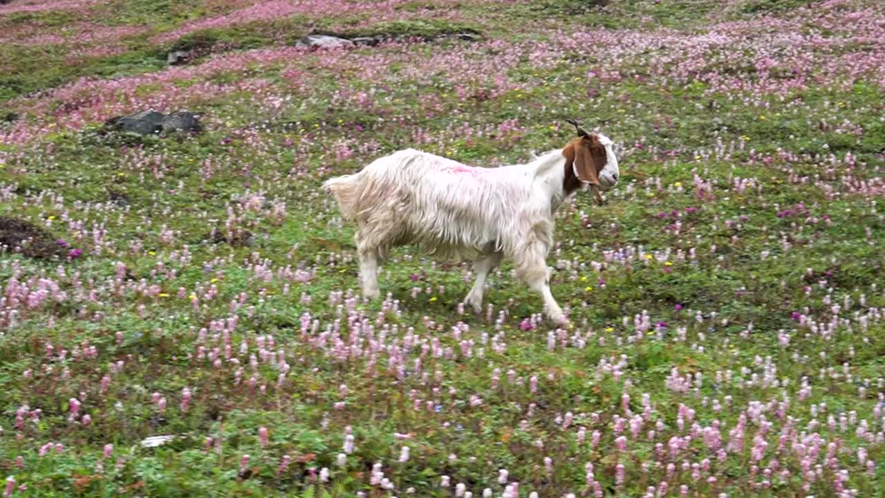 A herd of white furry himalayan goats in the meadows of upper himalayan region, neelum valley ...