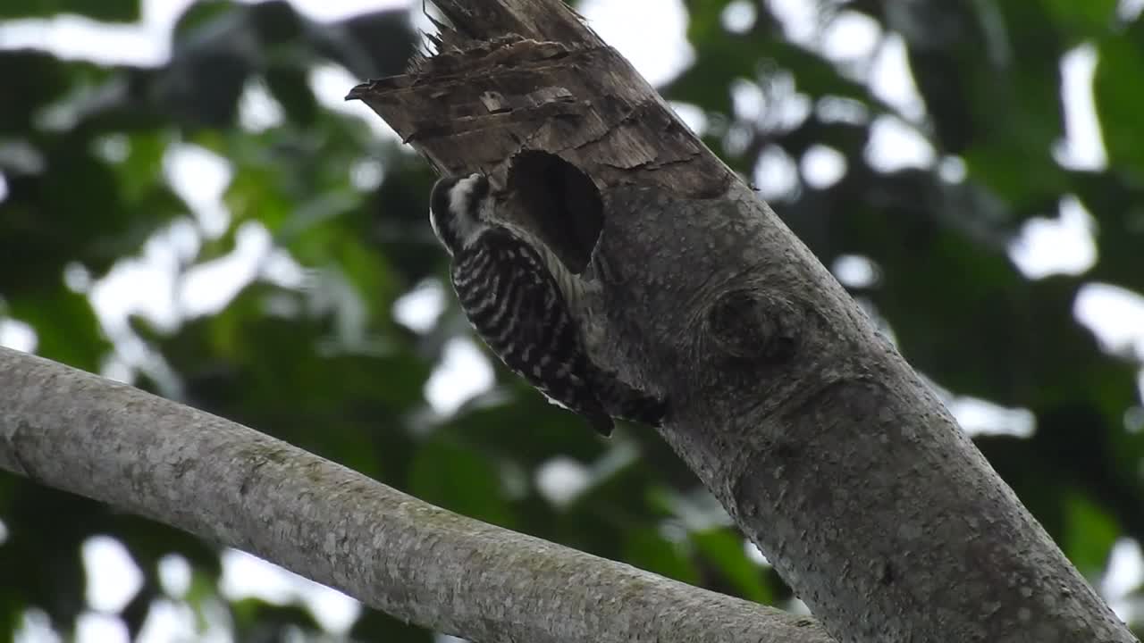 The Small Sunda Pygmy Woodpecker Bird Is Pecking At A Dry Tree Branch ...