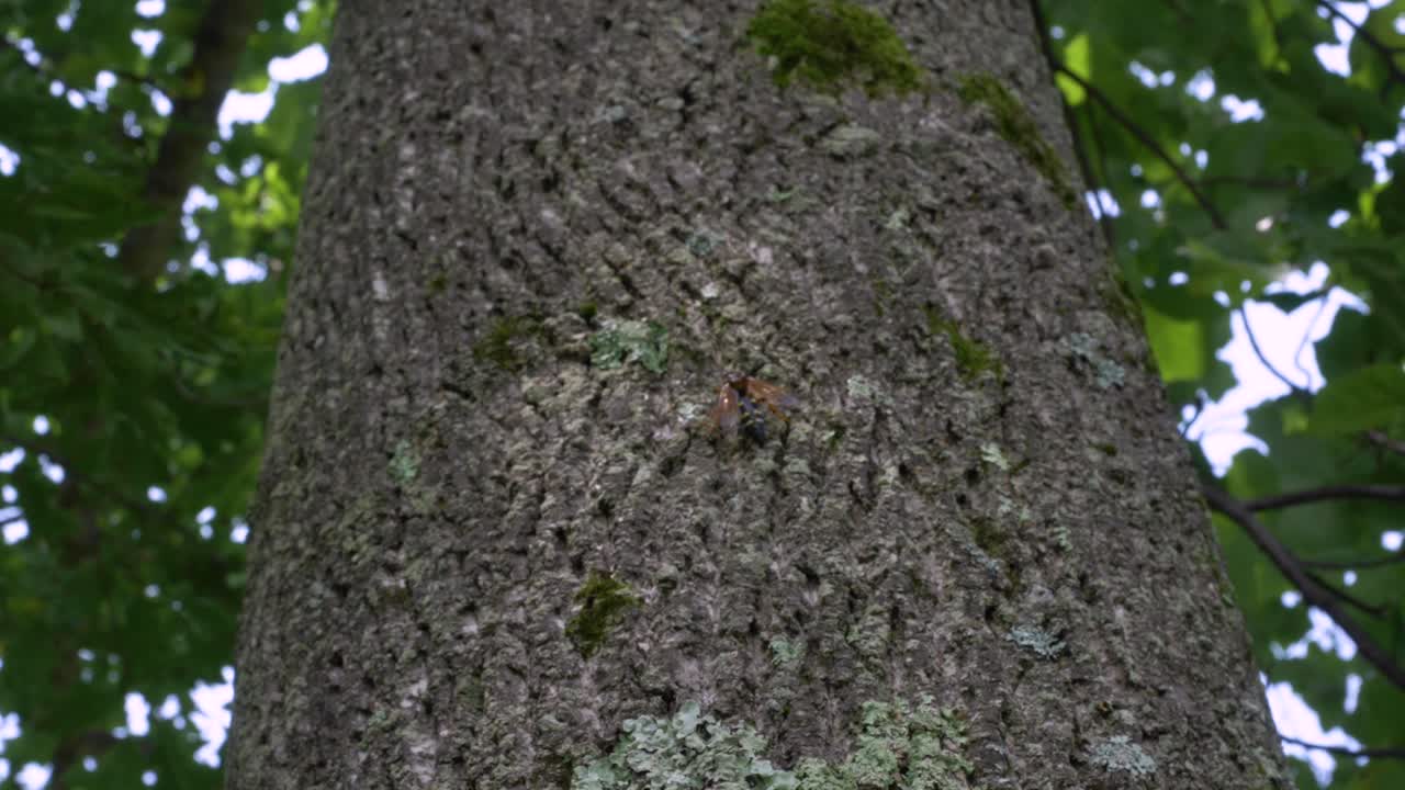 A Large Cicada Killer Wasp Aka Cicada Hawk, Crawls Around On A Tree In ...
