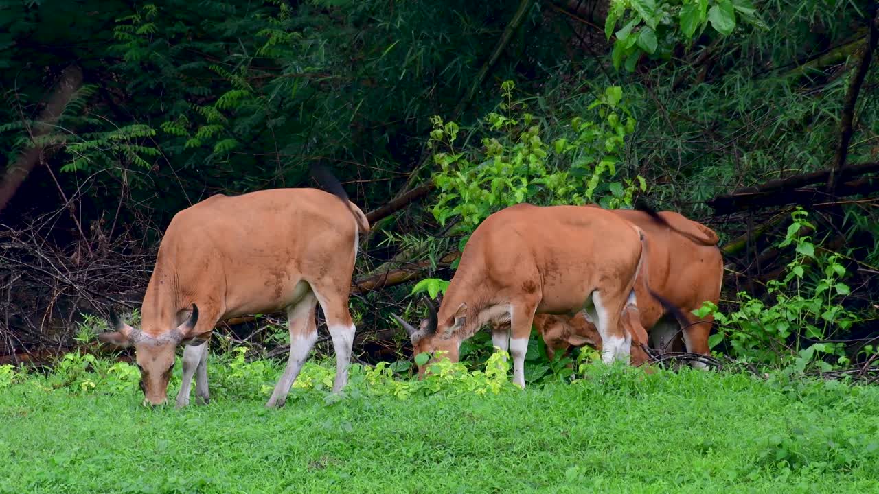 Premium stock video - The banteng or tembadau, is a wild cattle found ...