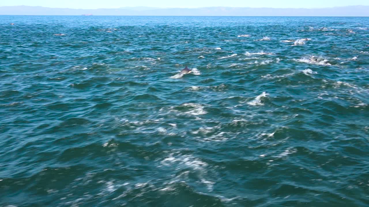 Premium stock video - Thousands of dolphins migrate in a massive pod ...