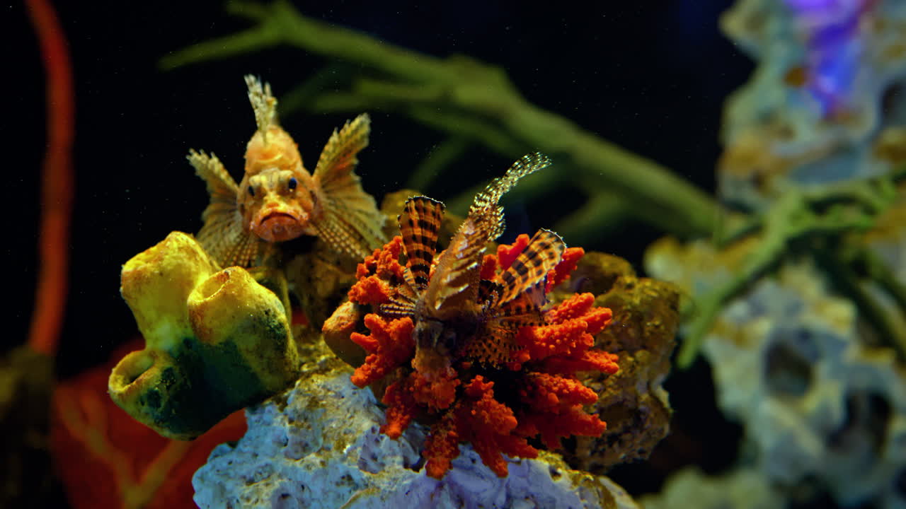Close-up Shot Of A Very Small Lionfish Sitting And Swimming Around The ...