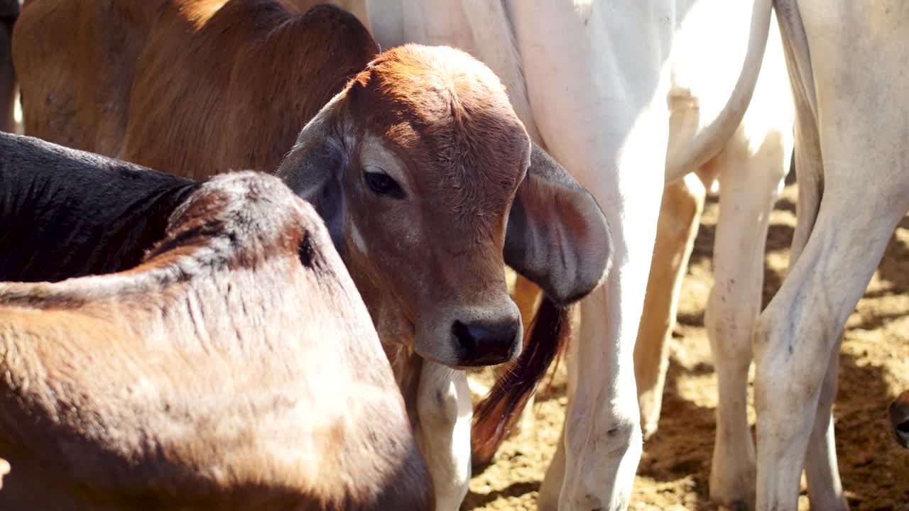 Cute Small Calf In Between All The Other Cows Inside The Farmyard 4K ...