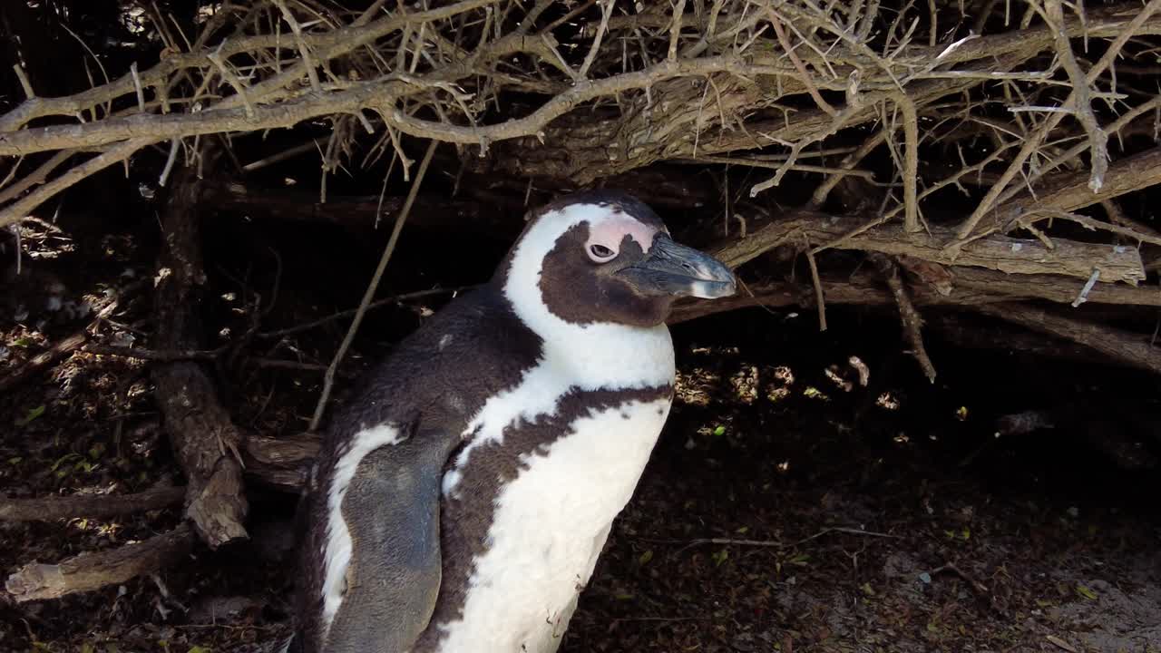 Endangered African Penguin Under The Shade Of Spiky Tree Free Stock ...