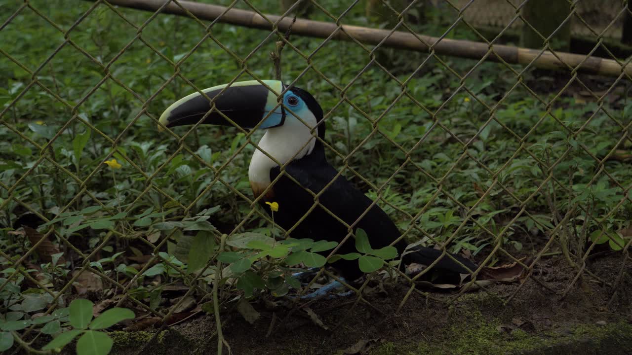 Premium stock video - Captivating toucan in captivity: experience a ...