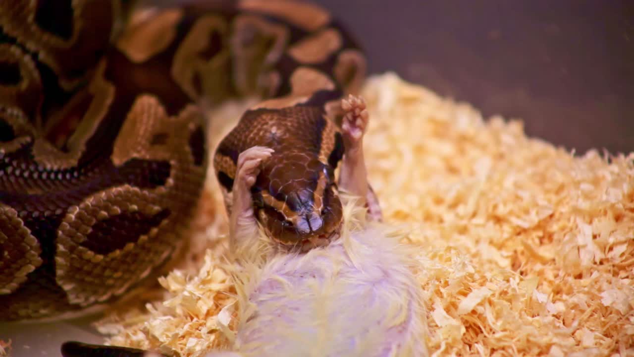Premium stock video - Close-up of python eating a white rat