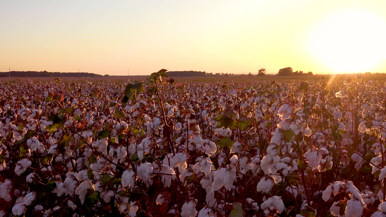 Pan across beautiful fields of cotton growing in a mississippi delta ...