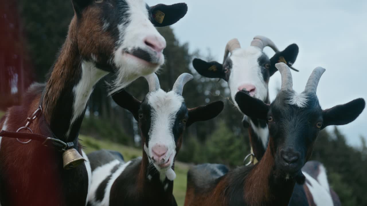 Premium stock video - Group of goats, austrian mountain village