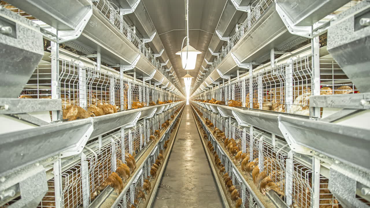 Premium stock video - Poultry chicken egg farm with rows and levels of ...