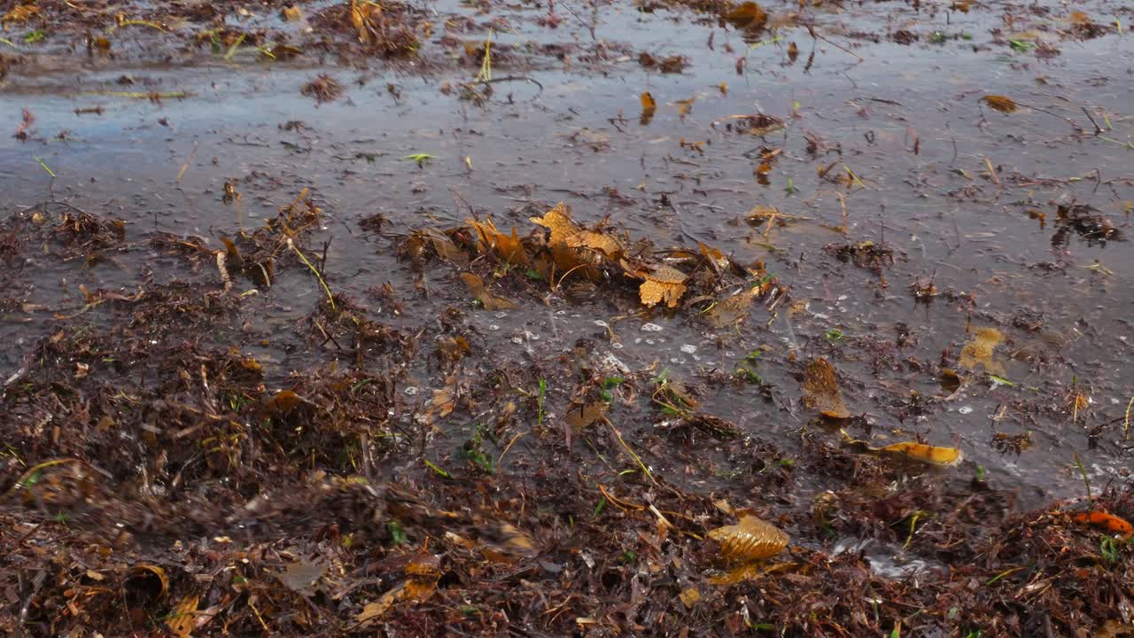 Floating seaweed sloshing around in small ocean waves | Premium Stock ...