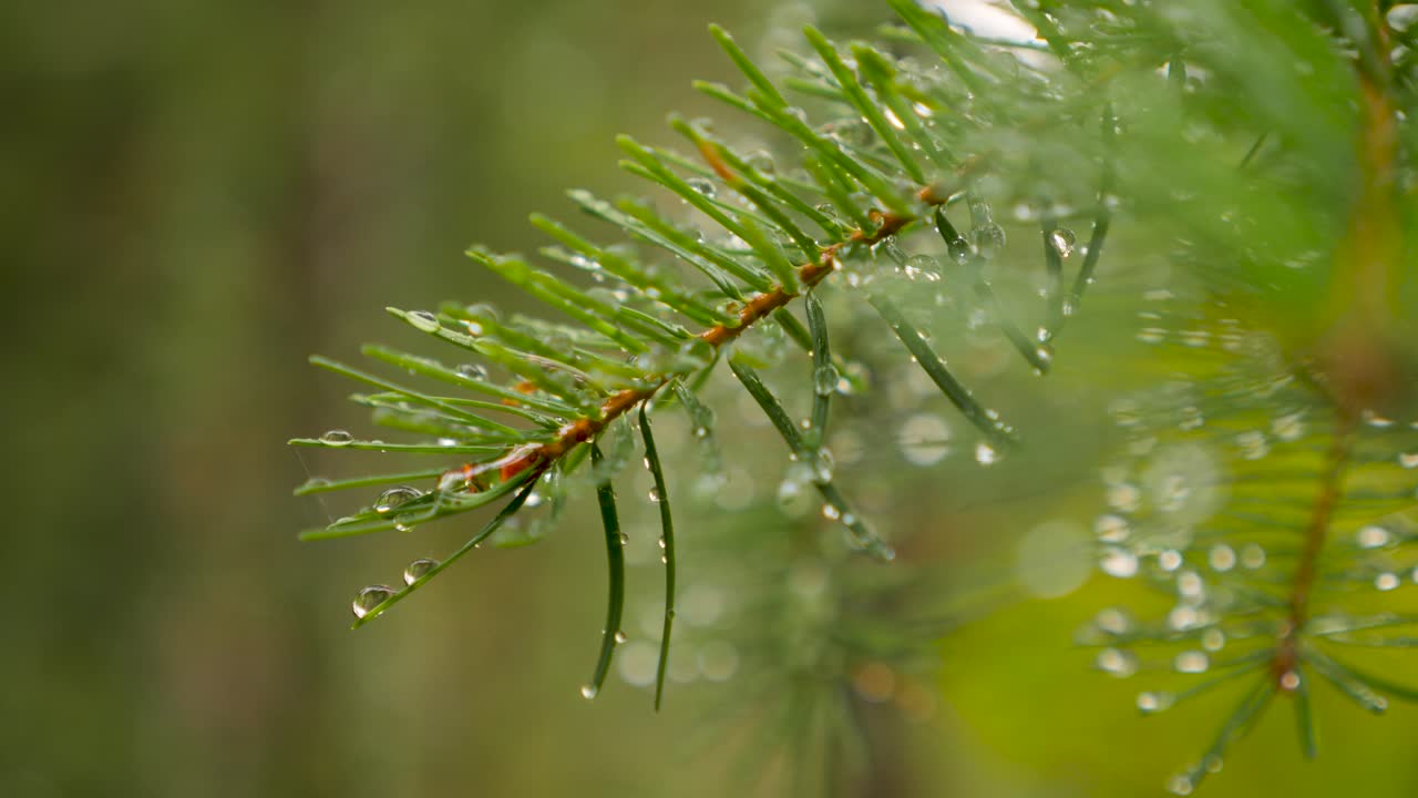 Premium stock video - Closeup of rain drops on conifer needles
