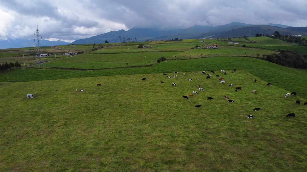 Premium stock video - Cows graze in lush green pastures with ecuador ...