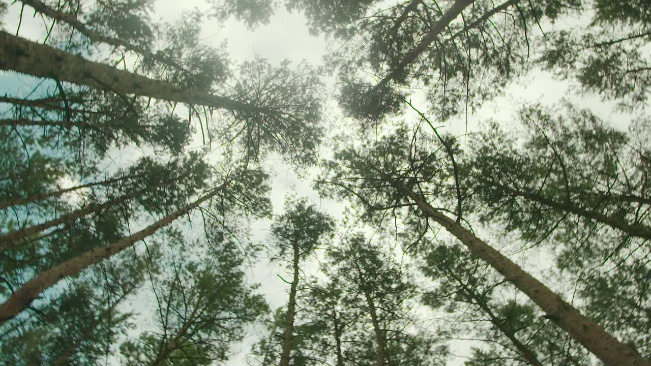 Free stock video - Tree tops in the forest against clouds