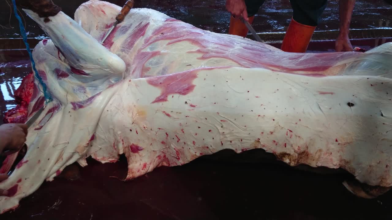 Butchers cuts the flesh of a cow, a butcher cuts a cow's skin at the ...