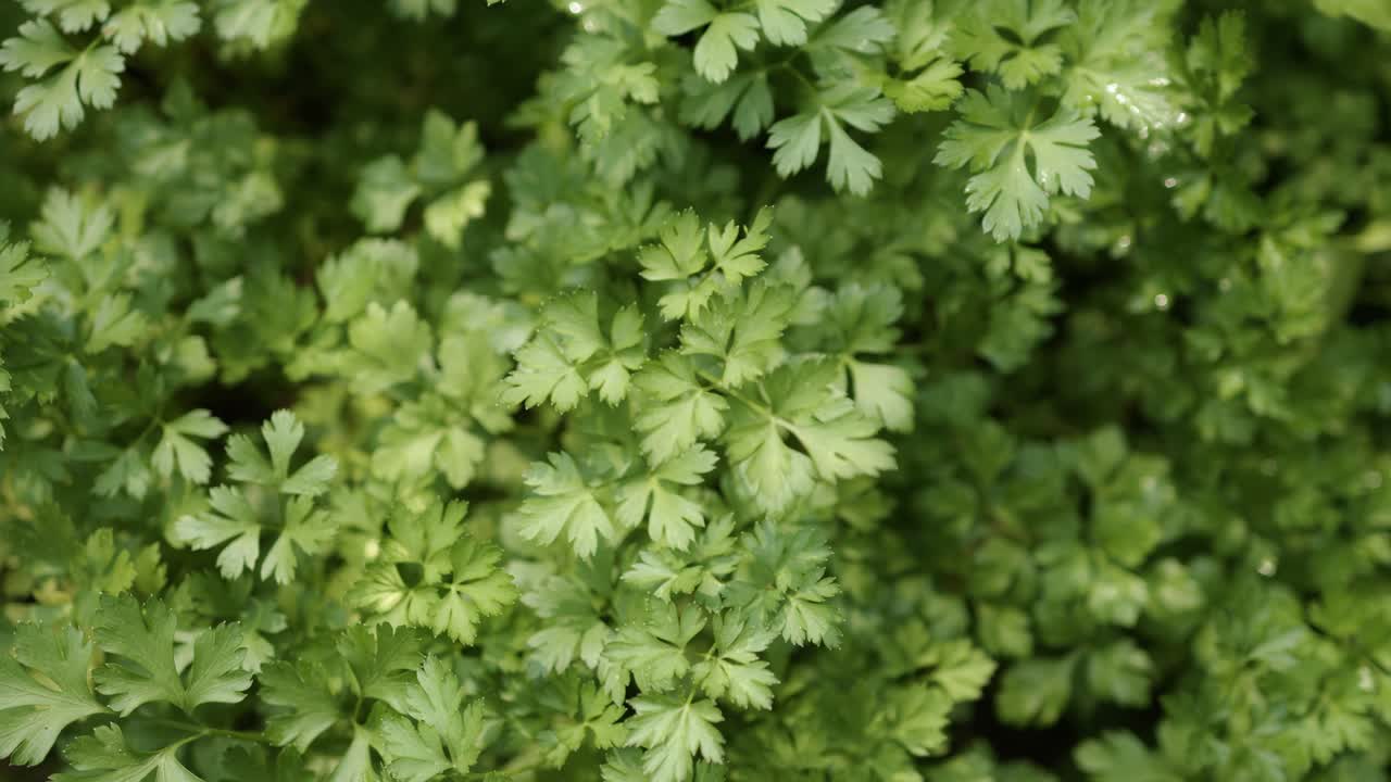 Premium stock video - Greek parsley herbal background pattern