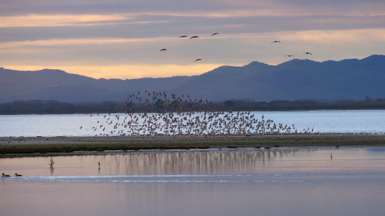 Premium stock video - Flock of wrybill and godwits birds murmuration ...