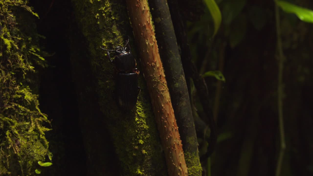 Premium stock video - Camera tracking a crying beetle as it moves along ...