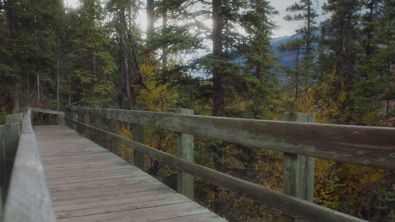 Boardwalk in forest at autumn pan | Premium Stock Video Footage