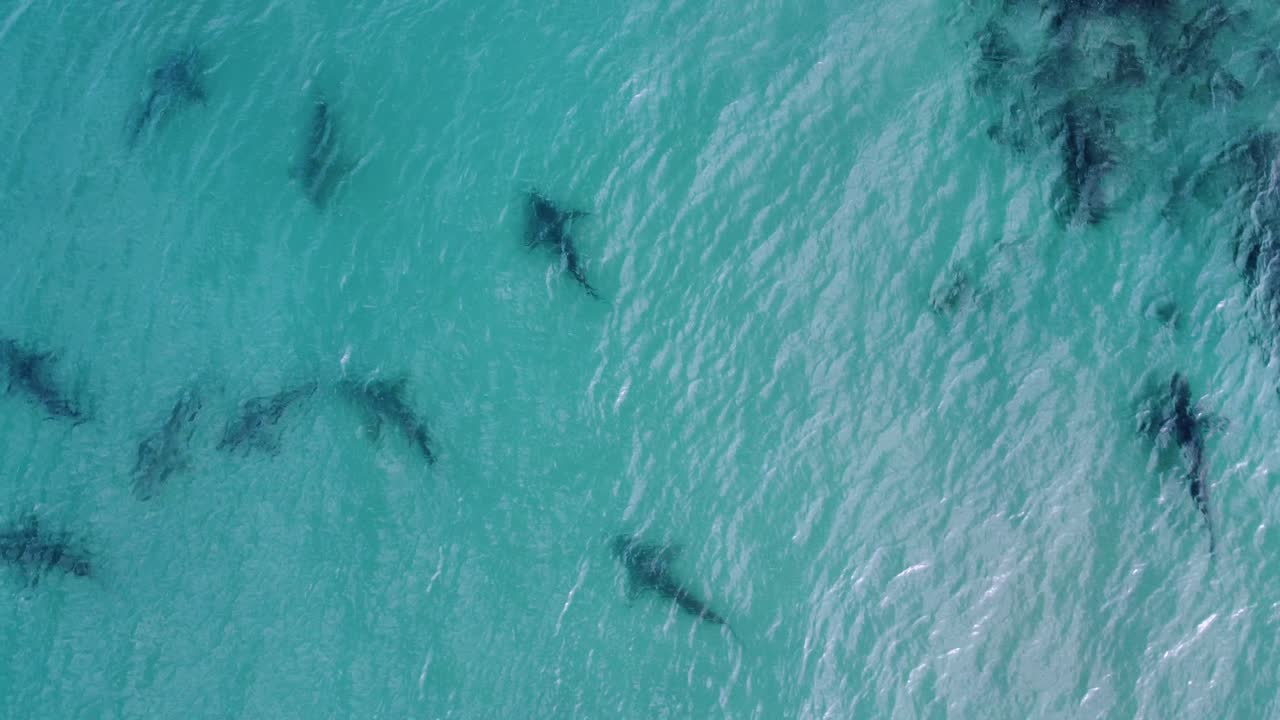 Sandbar Sharks In Shallow Sea Water - Rotating, Aerial View Free Stock ...
