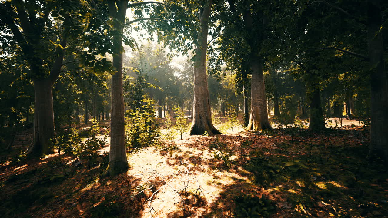 Free stock video - Early morning with sunrise in forest