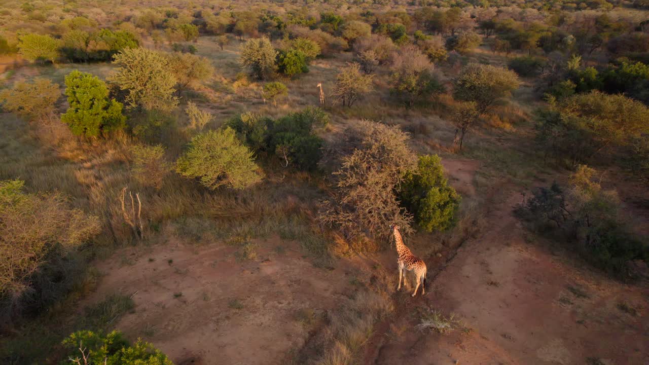 Premium stock video - Drone flight over wild giraffes in a bush field ...