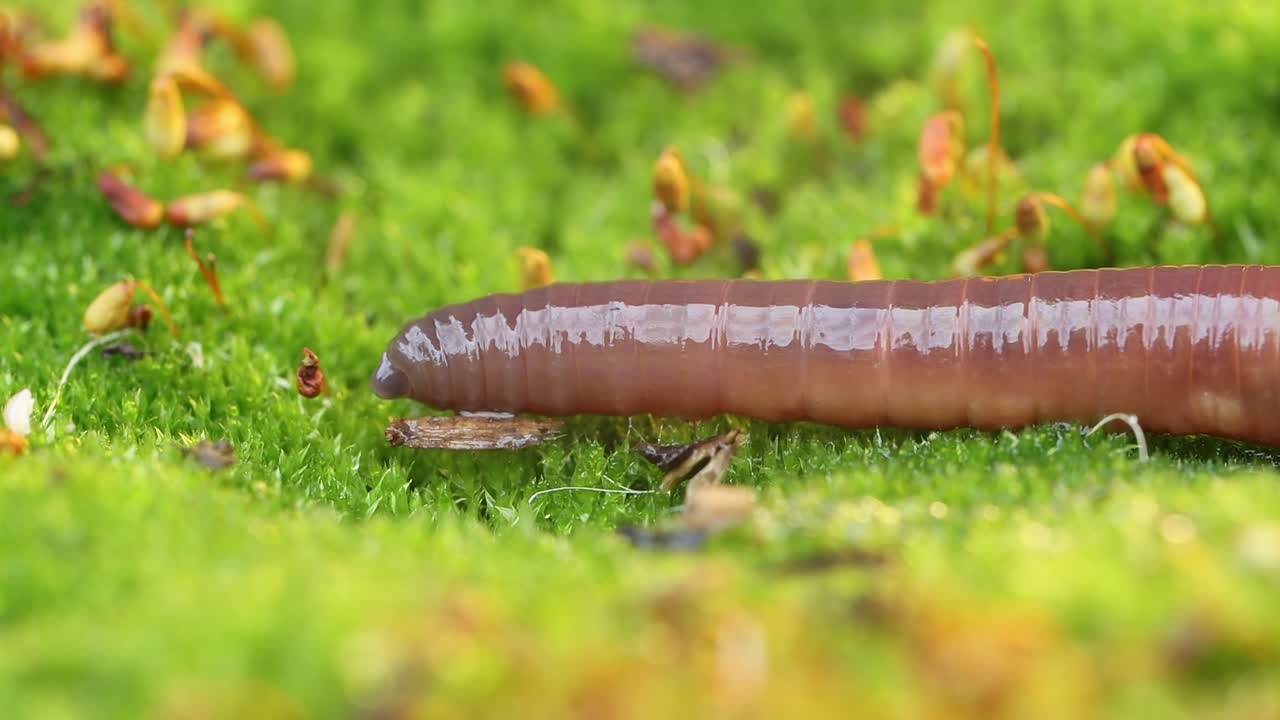 Premium stock video - An earthworm is a terrestrial invertebrate that ...