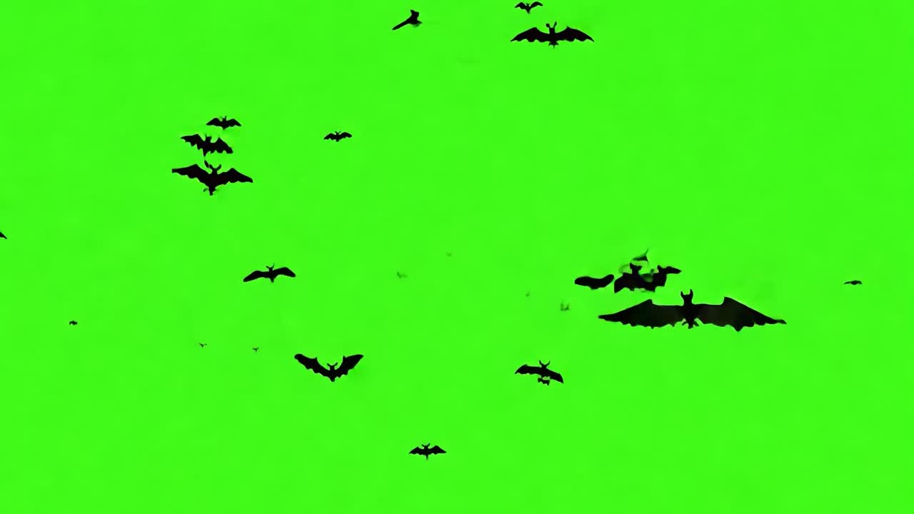 Premium stock video - Bats flying in a green screen