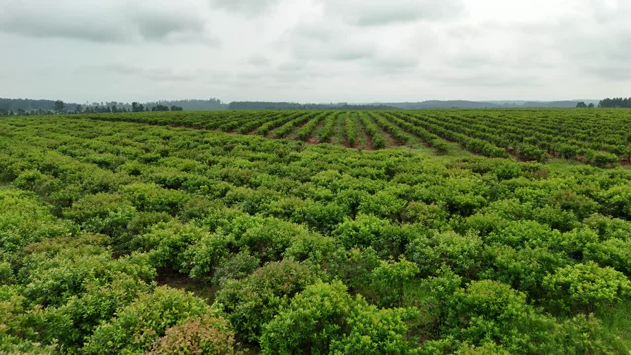 Premium stock video - Drone aerial landscape shot of yerba mate ...