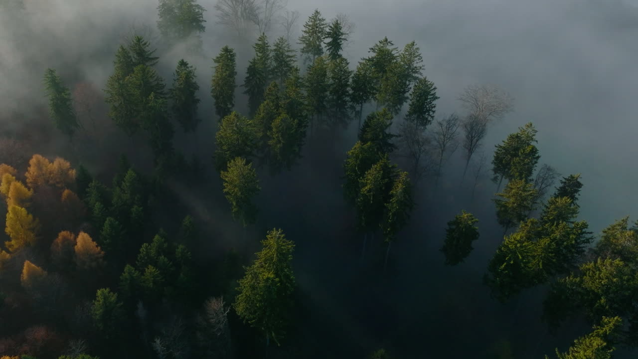 Premium stock video - Bird's eye view of misty autumn forest near vaud, switzerland - aerial ...