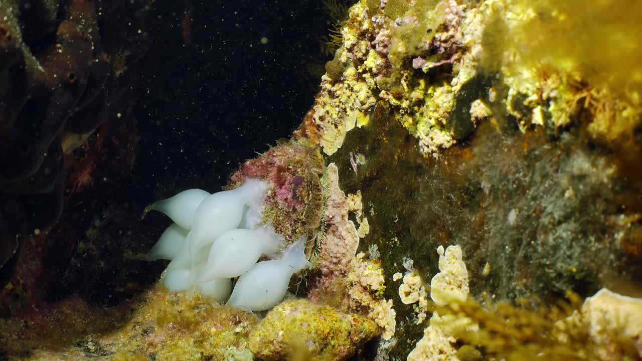 Giant Australian Cuttlefish Sepia Apama Migration Whyalla South ...